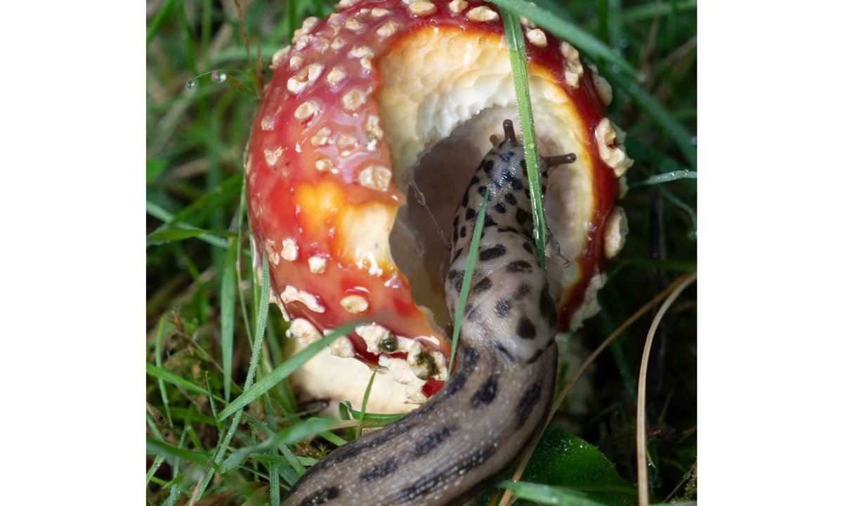 York Gate Garden's Backbone: Our People and Nature's Trials | Perennial