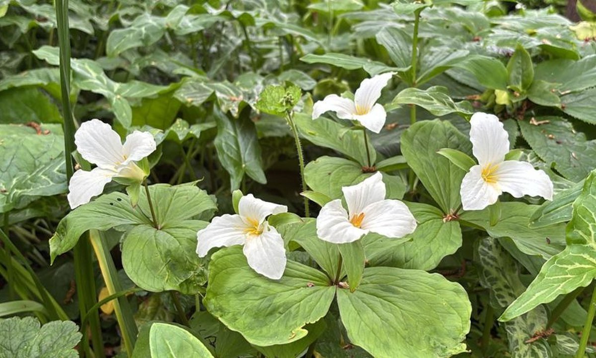York Gate Garden | Perennial