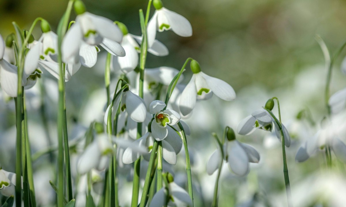 York Gate Garden | Perennial