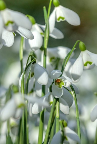 York Gate Garden | Perennial