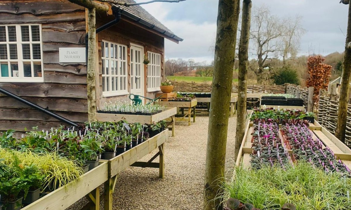 February at York Gate | Perennial