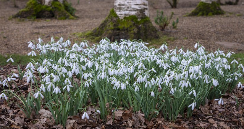 snowdrop fields